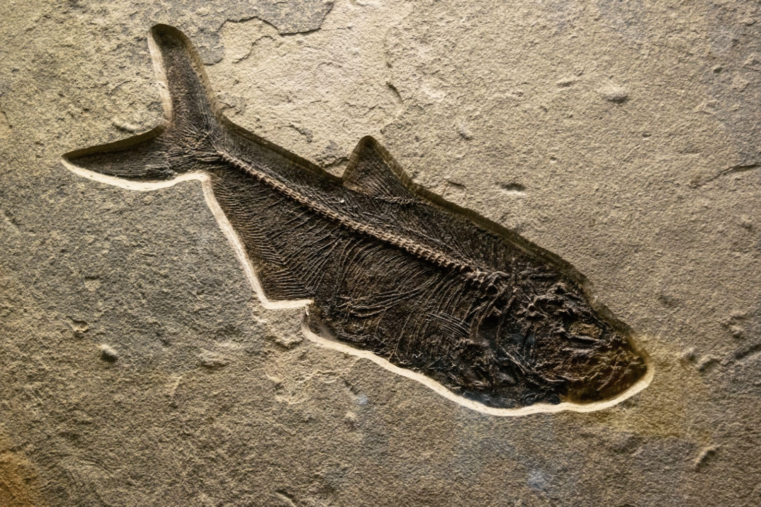 What are Fossils? Definition, Types & Examples