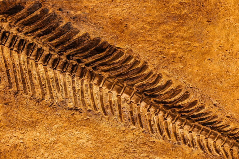 What are Fossils? Definition, Types & Examples